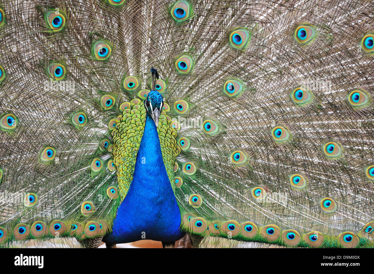 Peacock displaying at St Naum Monastery, Ohrid, Macedonia Stock Photo ...