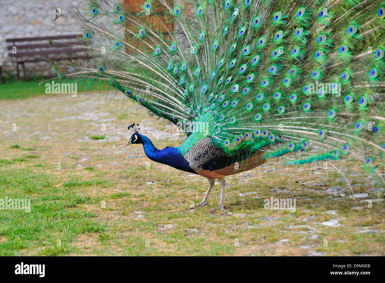 Peacock displaying at St Naum Monastery, Ohrid, Macedonia Stock Photo ...