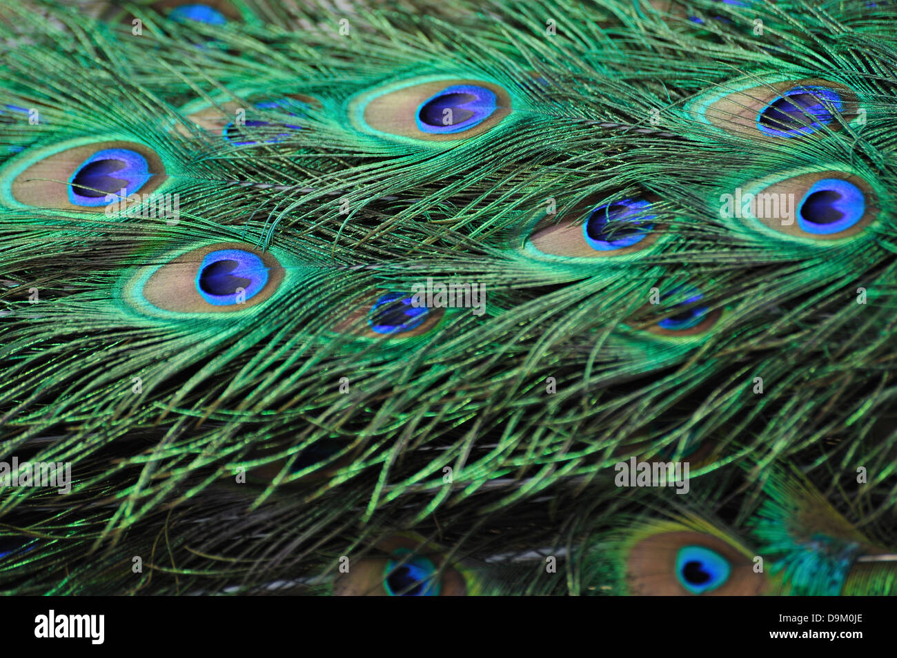 Peacock displaying at St Naum Monastery, Ohrid, Macedonia Stock Photo ...