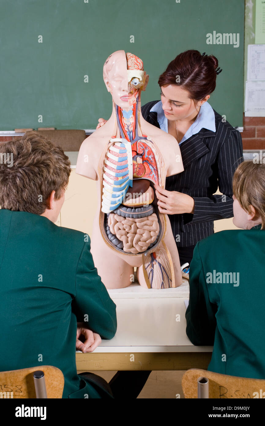 Young female teacher teaching human anatomy at biology class Stock ... Young female teacher teaching human anatomy at biology class Stock ...
