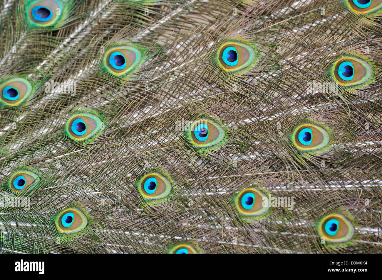 Peacock displaying at St Naum Monastery, Ohrid, Macedonia Stock Photo ...