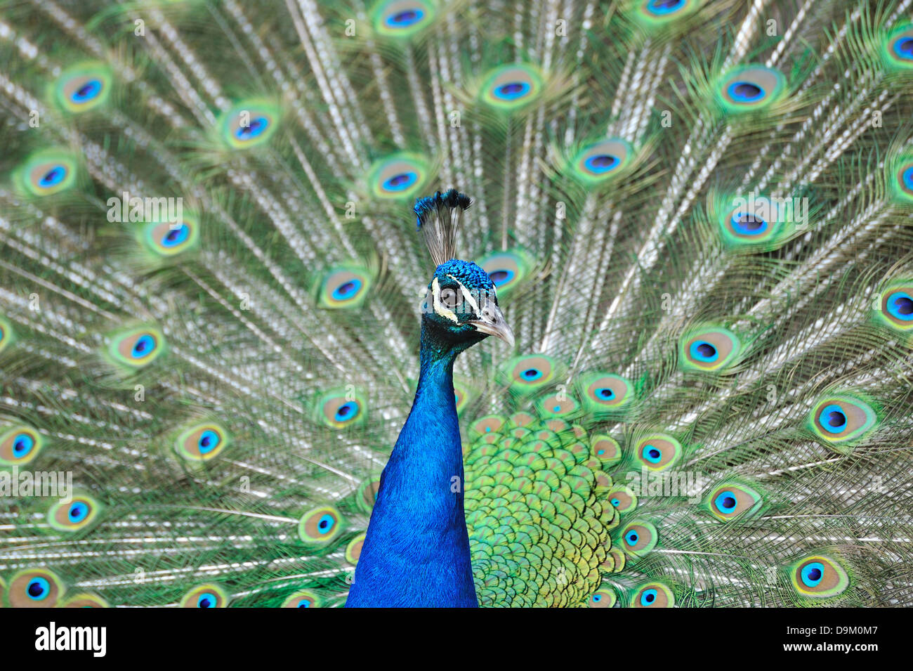 Peacock saint naum monastery hi-res stock photography and images - Alamy