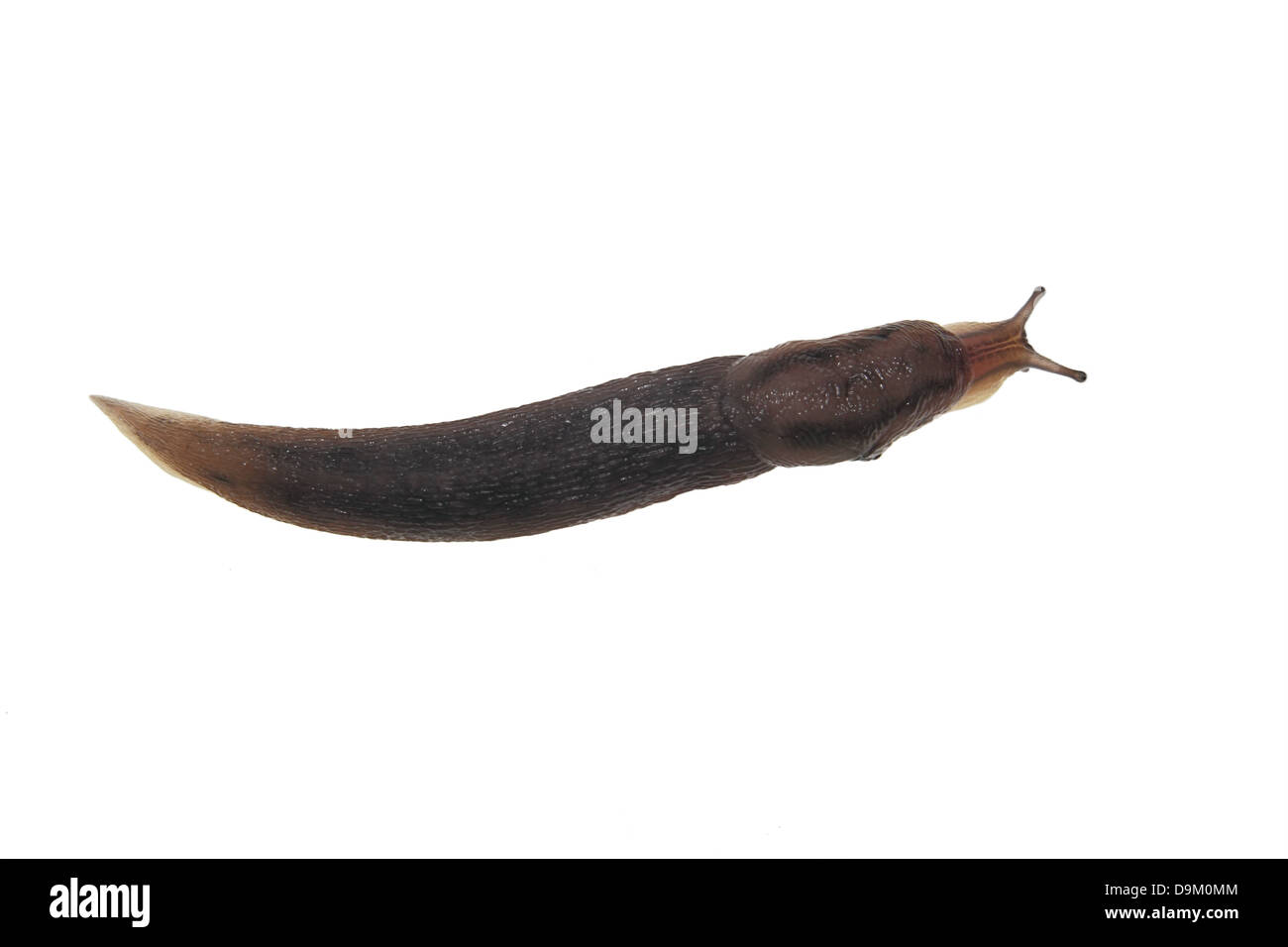 Snail isolated over white with clipping path Stock Photo - Alamy