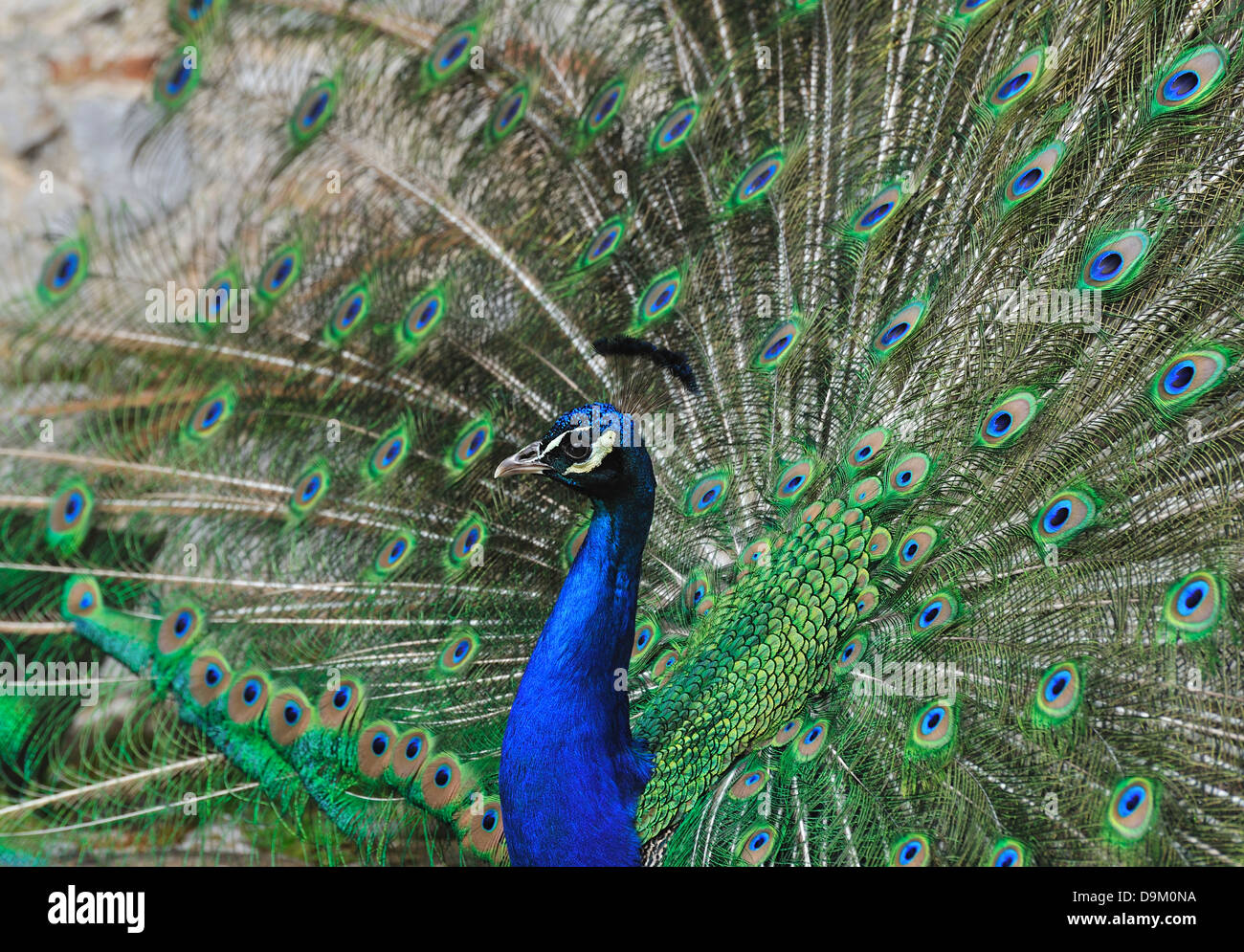 Peacock displaying at St Naum Monastery, Ohrid, Macedonia Stock Photo ...