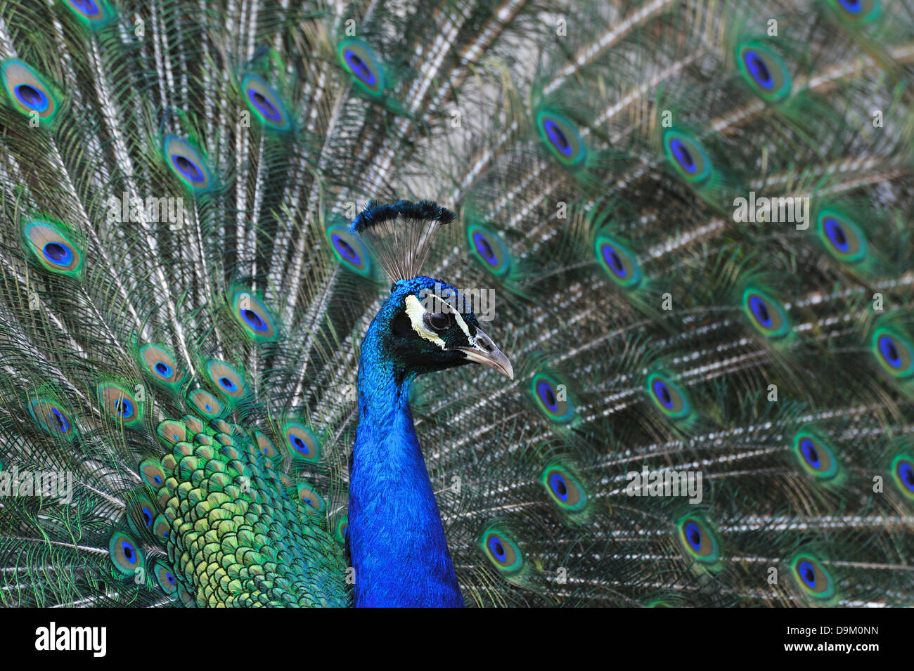 Peacock displaying at St Naum Monastery, Ohrid, Macedonia Stock Photo ...