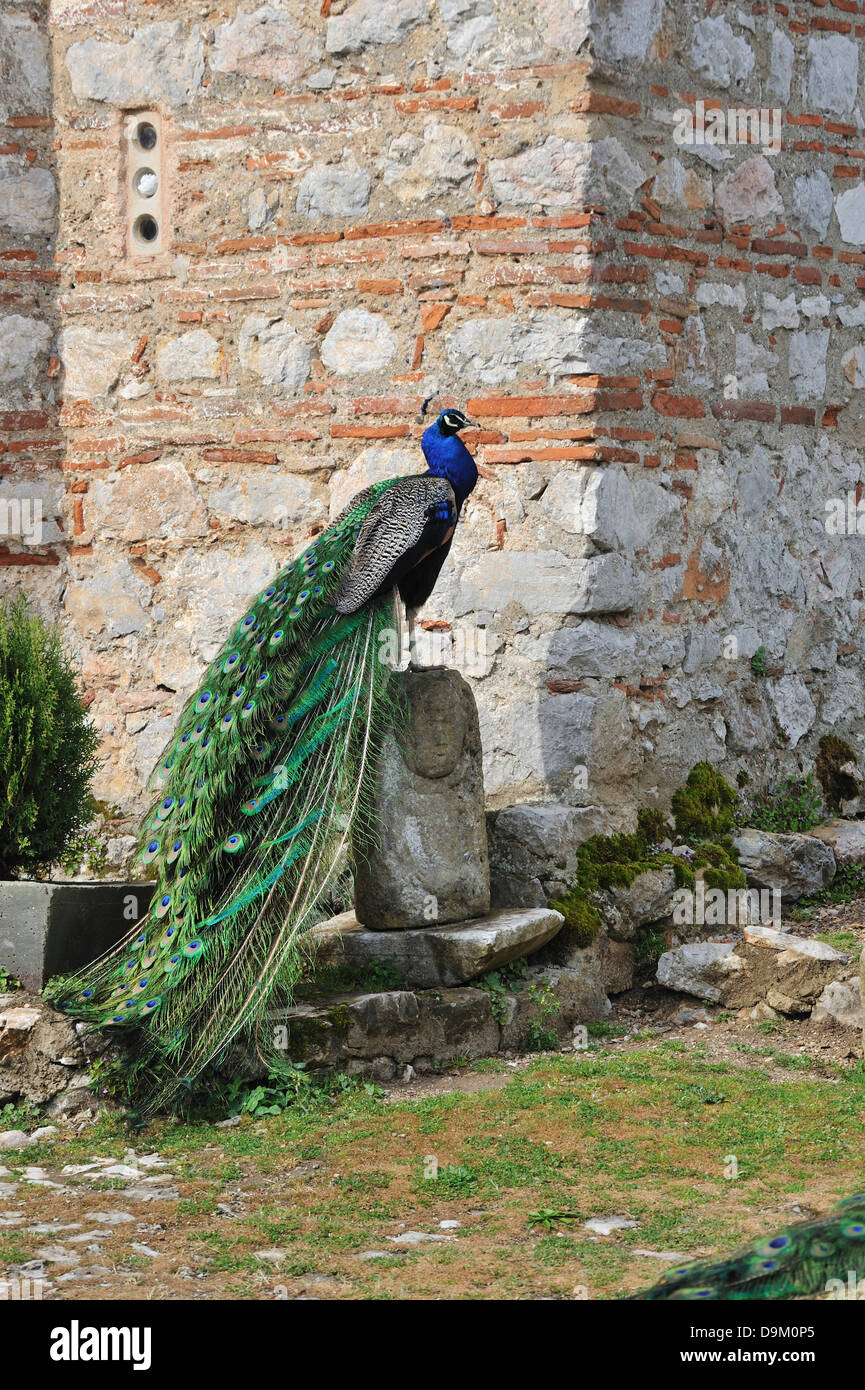 Peacock displaying at St Naum Monastery, Ohrid, Macedonia Stock Photo ...