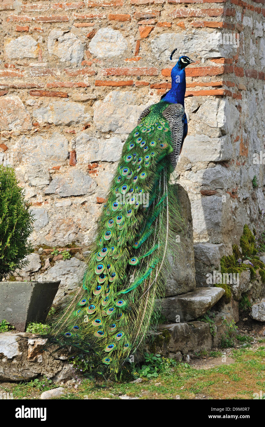 Peacock displaying at St Naum Monastery, Ohrid, Macedonia Stock Photo ...