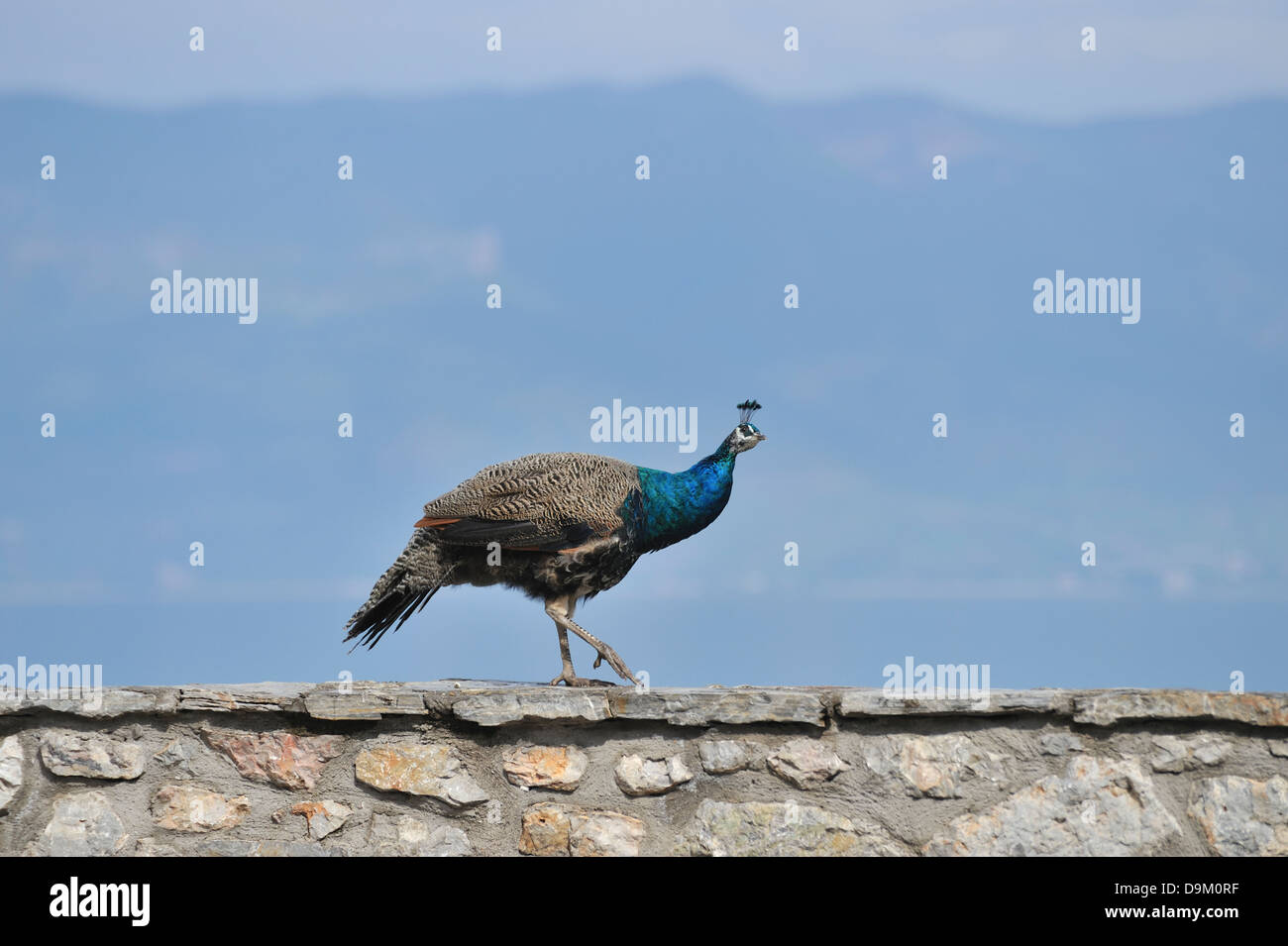 Female peacock at St Naum Monastery, Ohrid, Macedonia Stock Photo - Alamy