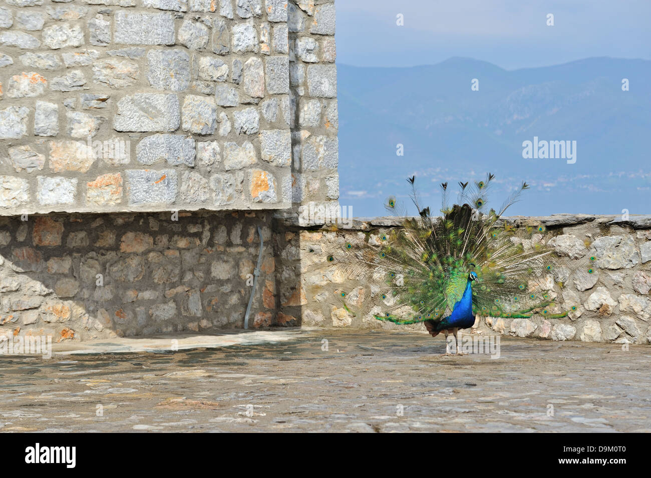 Peacock displaying at St Naum Monastery, Ohrid, Macedonia Stock Photo ...