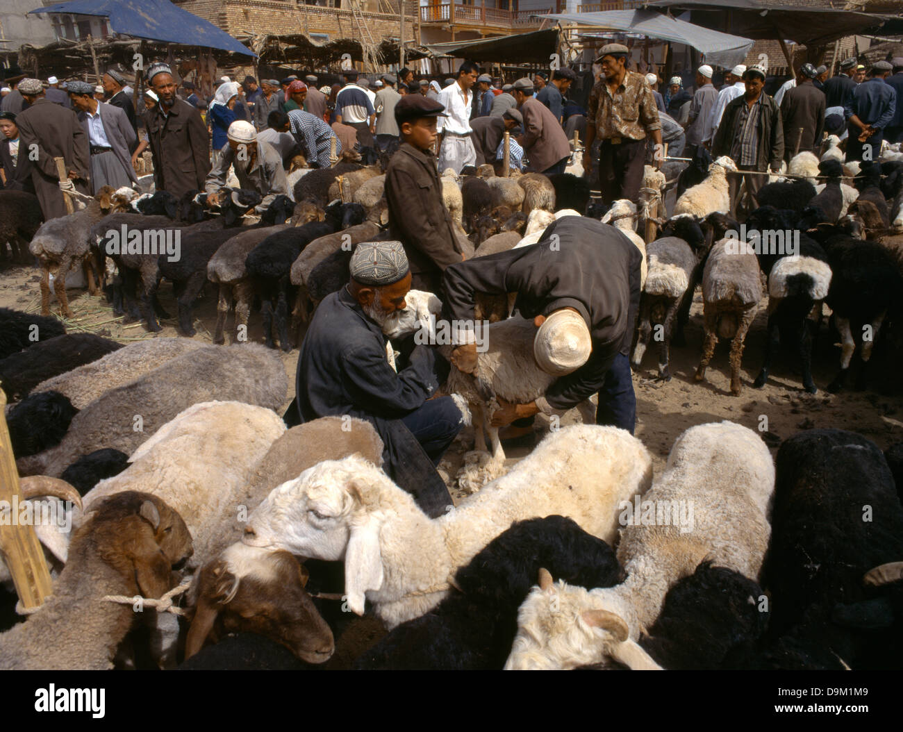 Fat tailed sheep hi-res stock photography and images - Alamy