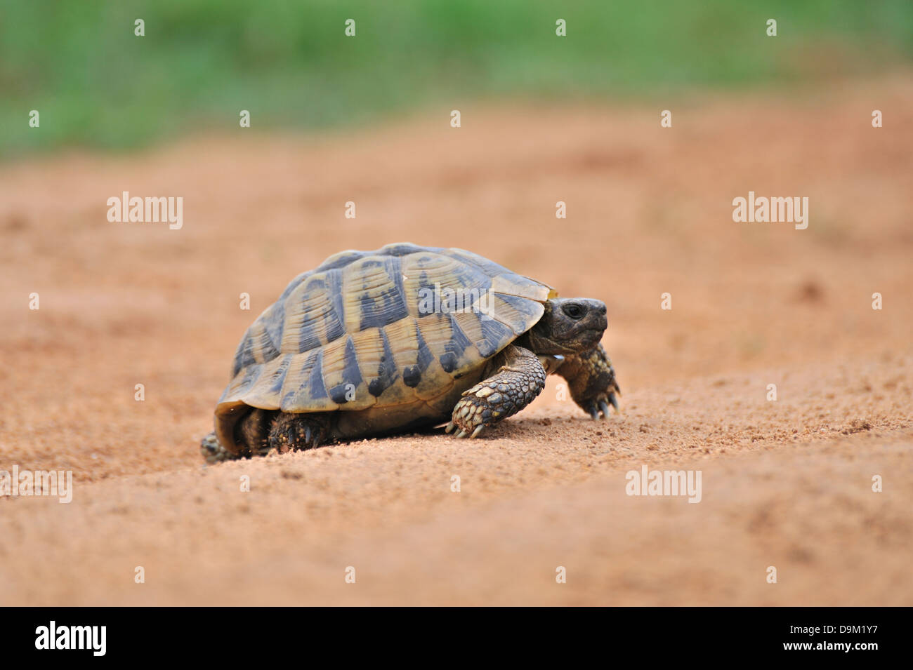 Tortoise and reptile environment hi-res stock photography and images ...