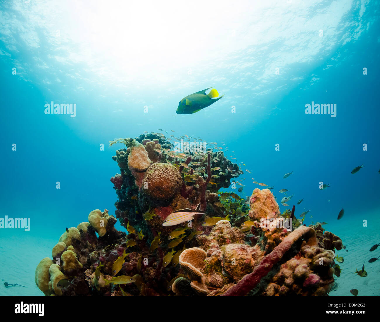 Imperial angel fish hi-res stock photography and images - Alamy