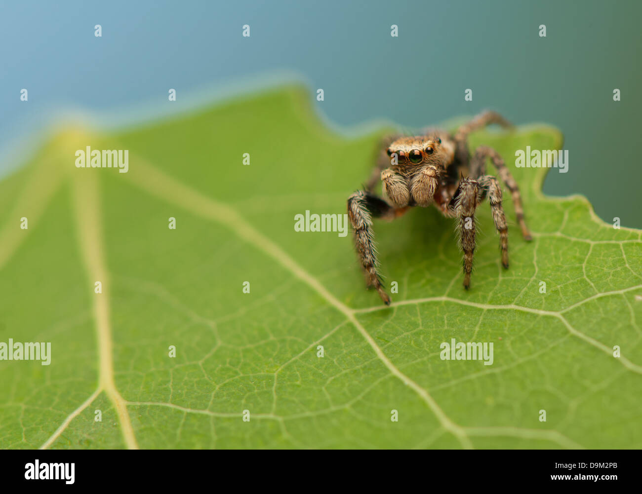Evarcha falcata, hi-res stock photography and images - Alamy
