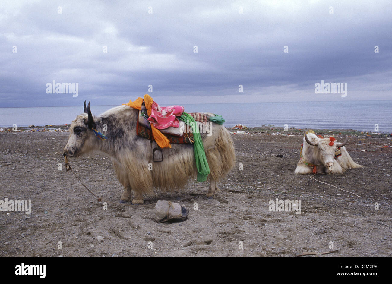 Tibetan nomad and yaks hi-res stock photography and images - Alamy