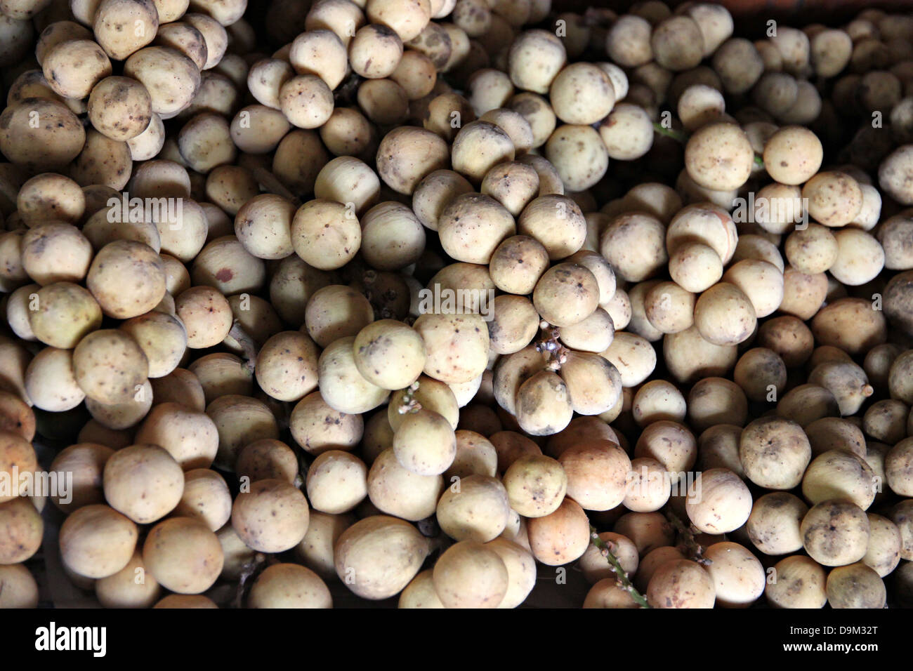 The Lansium is domestic fruit in Thailand Stock Photo - Alamy