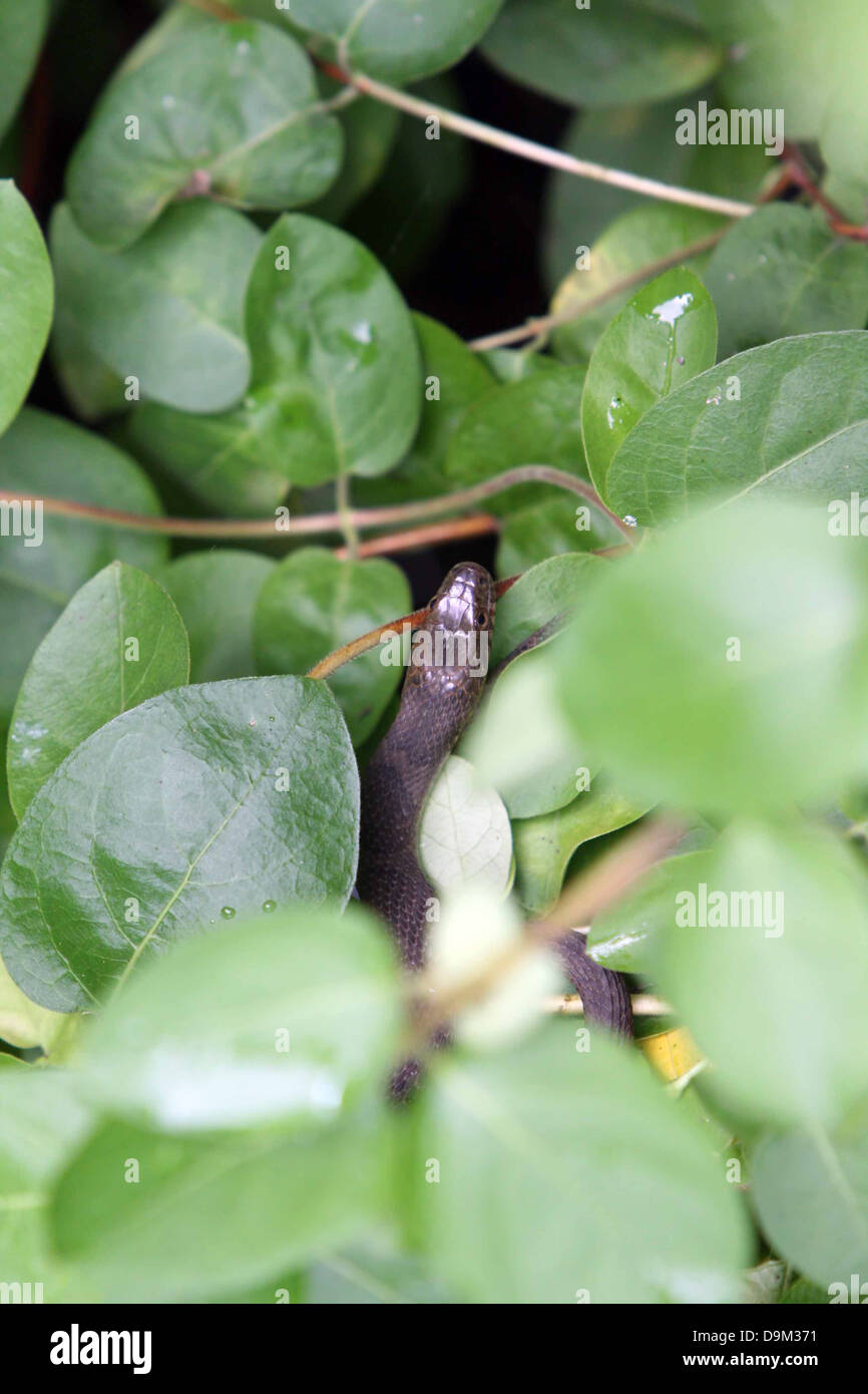 Snake head reptile hi-res stock photography and images - Alamy