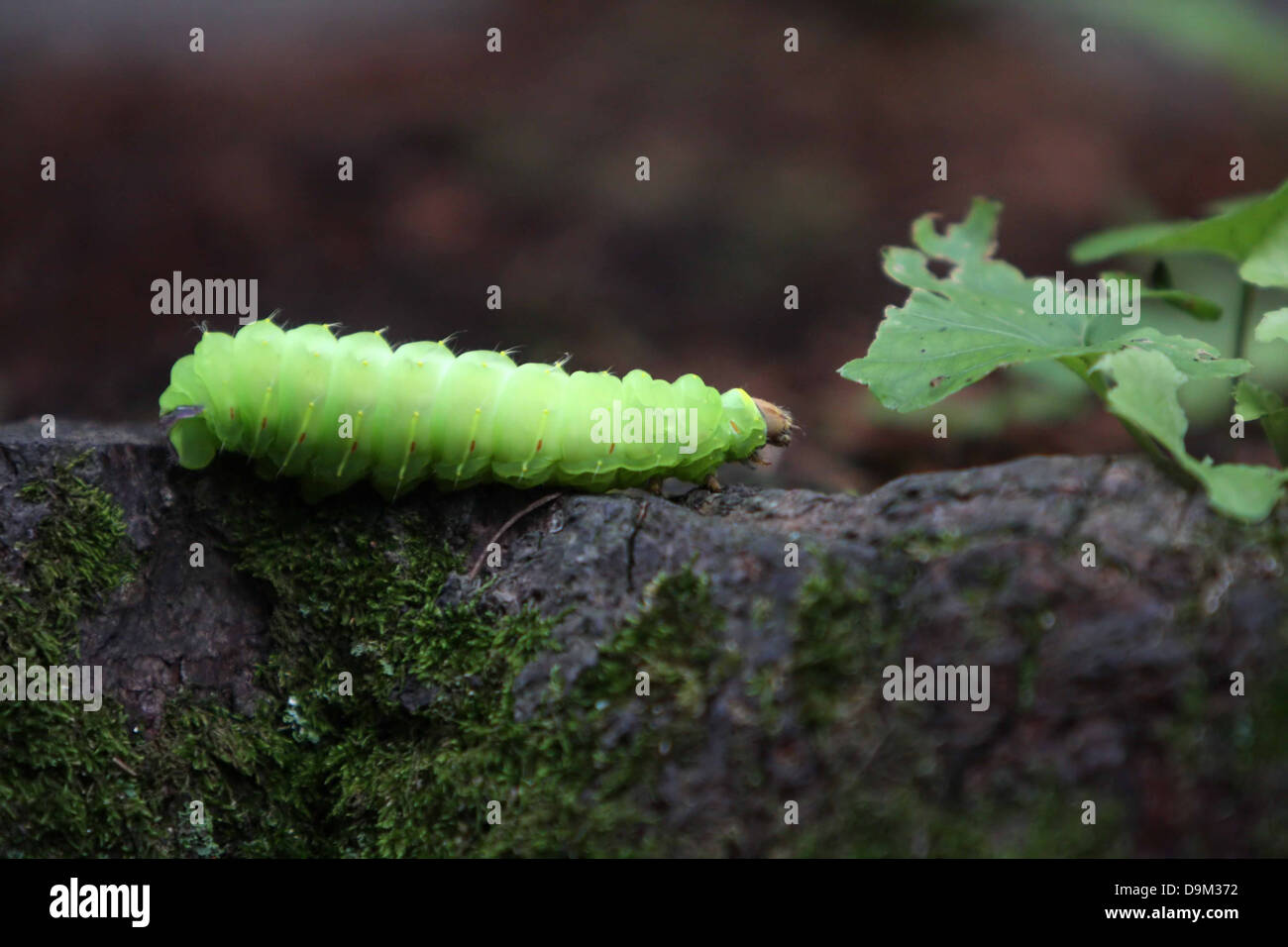 green caterpillar insect bug leaves leaf stone moss rock crawl Stock ...
