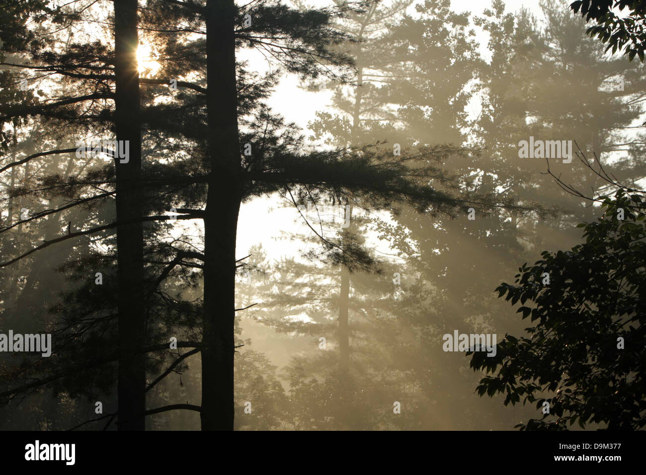 sun sunlight light sunbeam beam ray morning sunrise trees forest woods ...