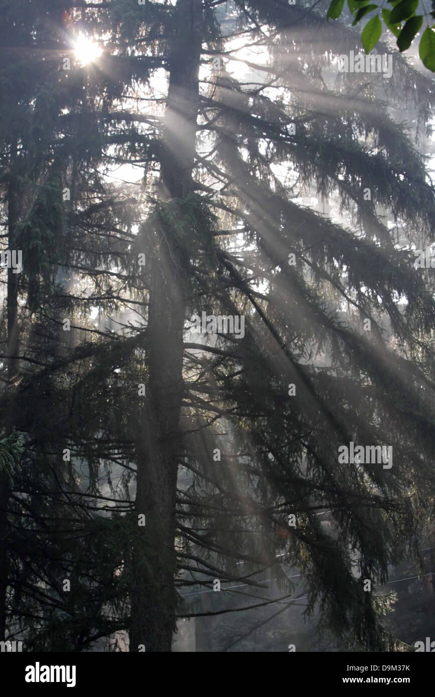 trees forest woods sun sunshine shine sunbeam beam light ray branches ...