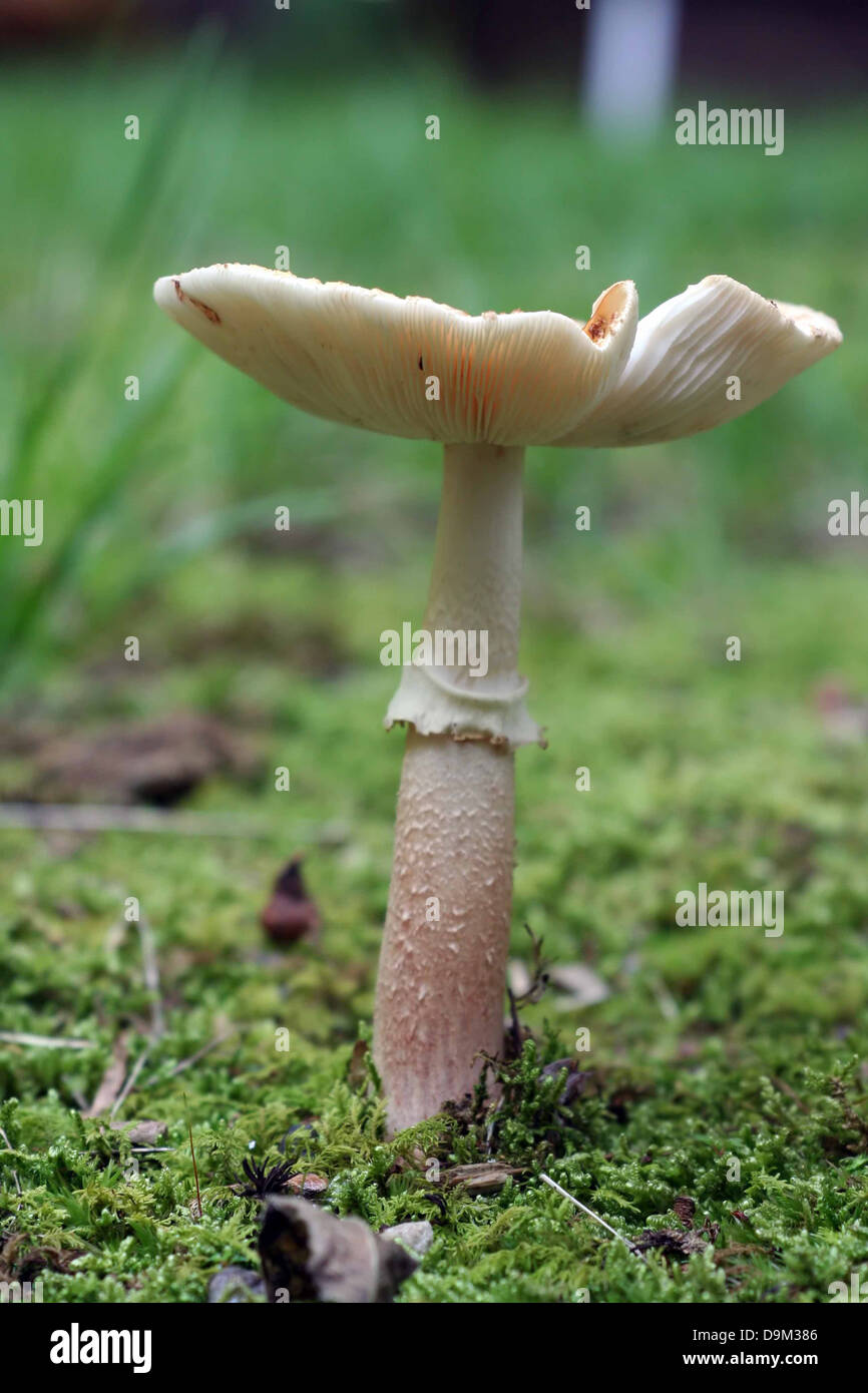 single tan mushroom green moss Stock Photo - Alamy