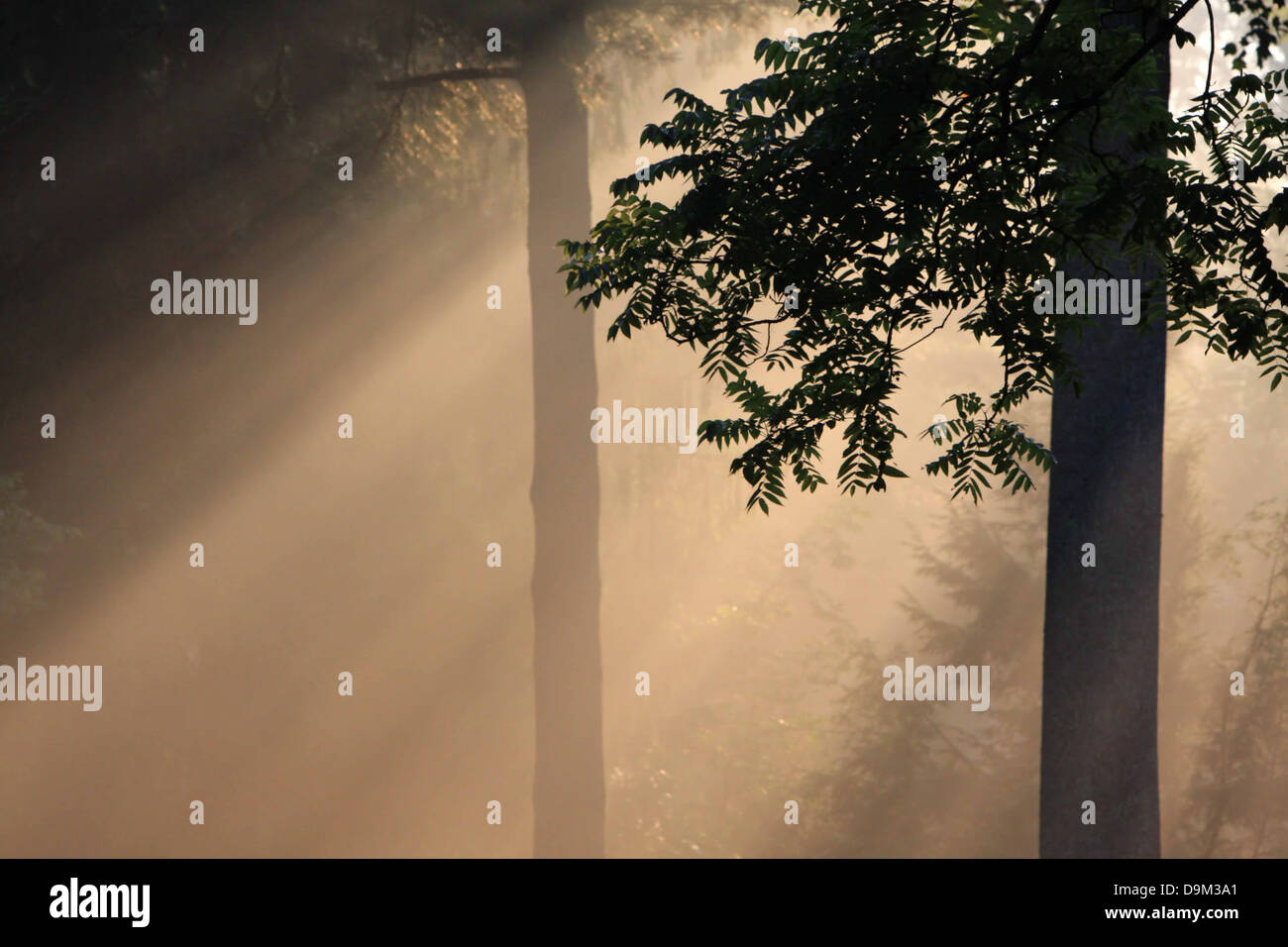 sunlight sun sunshine shining morning fog haze hazy trees woods forest ...