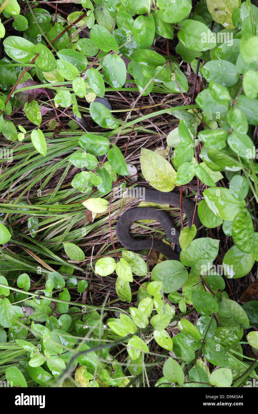 gray water snake in green leaves and grass Stock Photo - Alamy