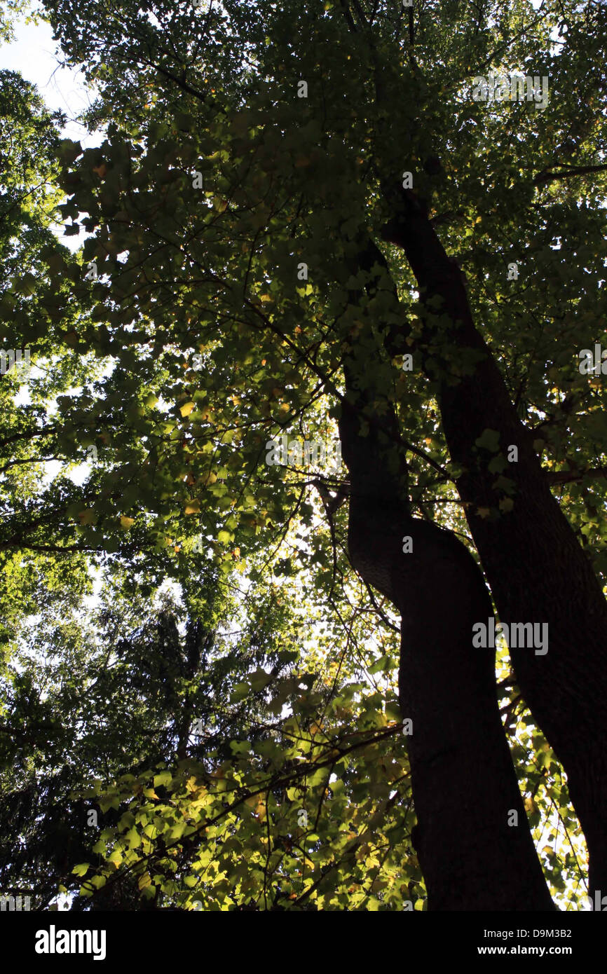 looking up at tall oak trees in forest Stock Photo - Alamy