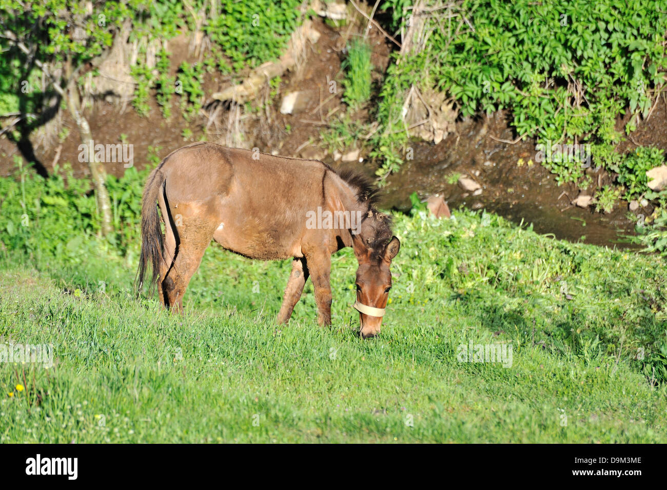Donkey domestic farm animal hi-res stock photography and images - Alamy