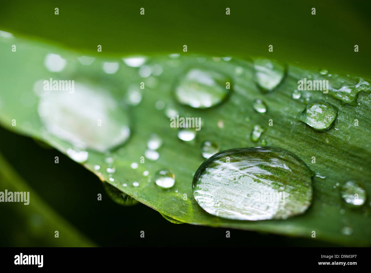 Green leaf close up with rain drops Stock Photo - Alamy