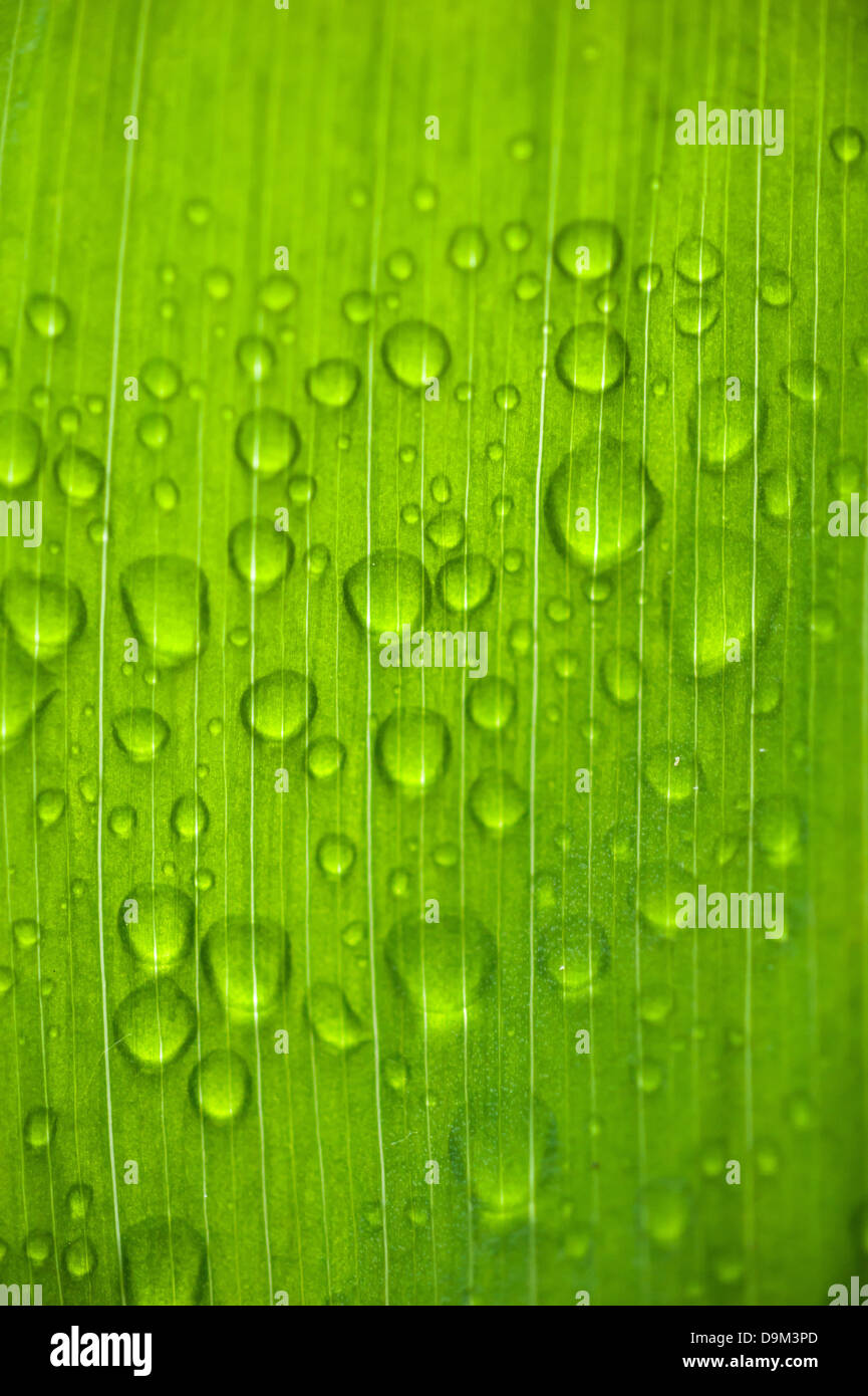 Green leaf close up with rain drops Stock Photo - Alamy