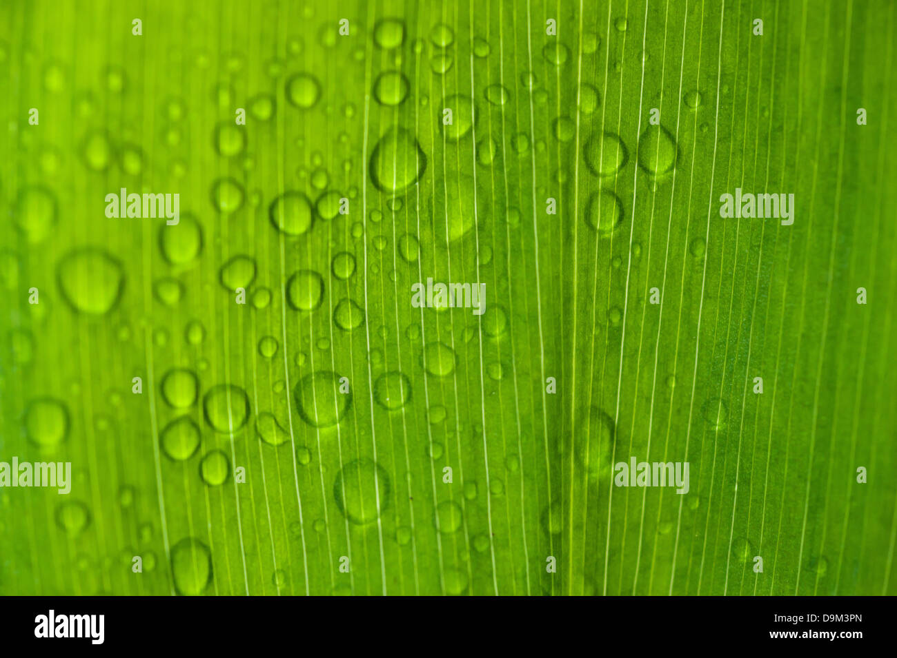 Green leaf close up with rain drops Stock Photo - Alamy