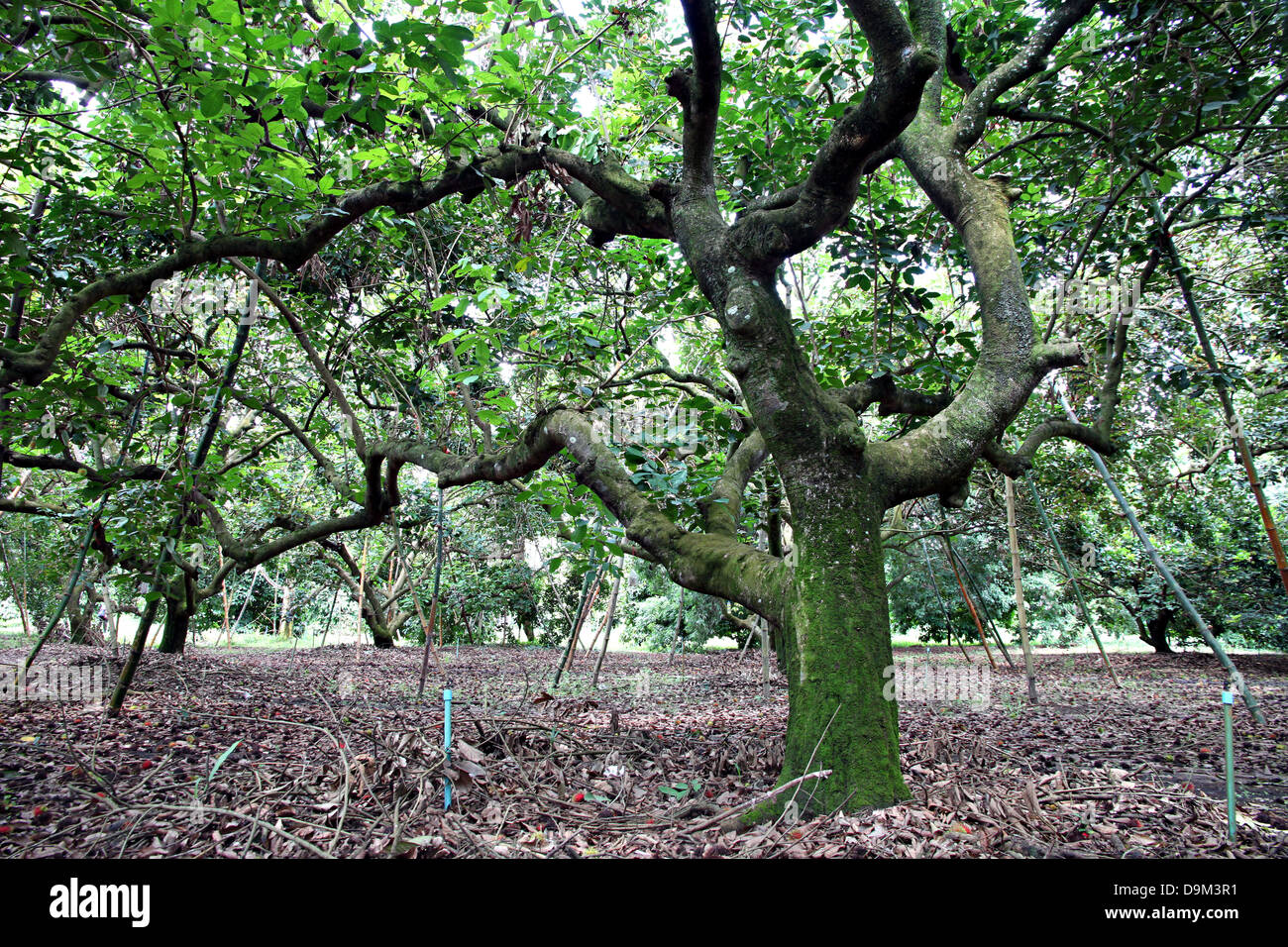 Rambutan Tree High Resolution Stock Photography and Images - Alamy