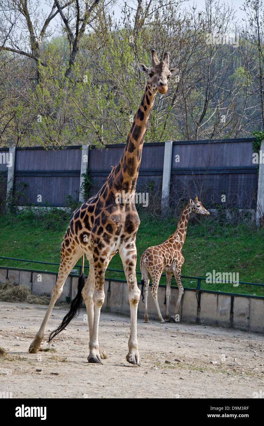Young zoo hi-res stock photography and images - Alamy
