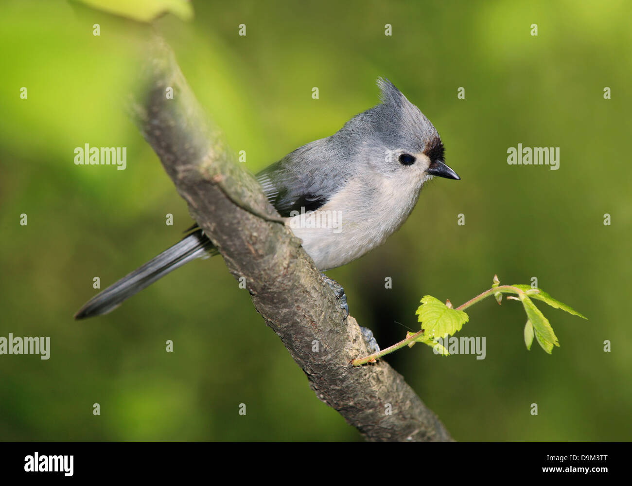 A Small Bird, The Tufted Titmouse In Early Spring Posing Nicely, Parus ...