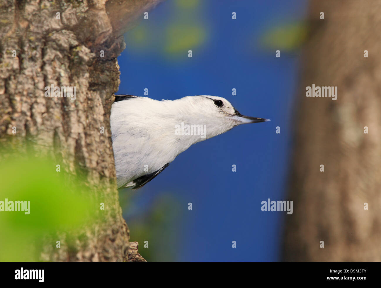 A Very Cute And Tiny Bird Stretching It's Neck High Up In A Tree, The ...