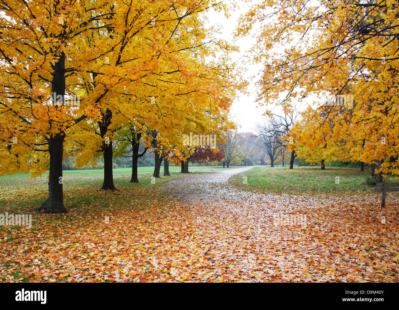 A Quiet Walking Path Through The Park On A Rainy Day In Autumn, Sharon ...