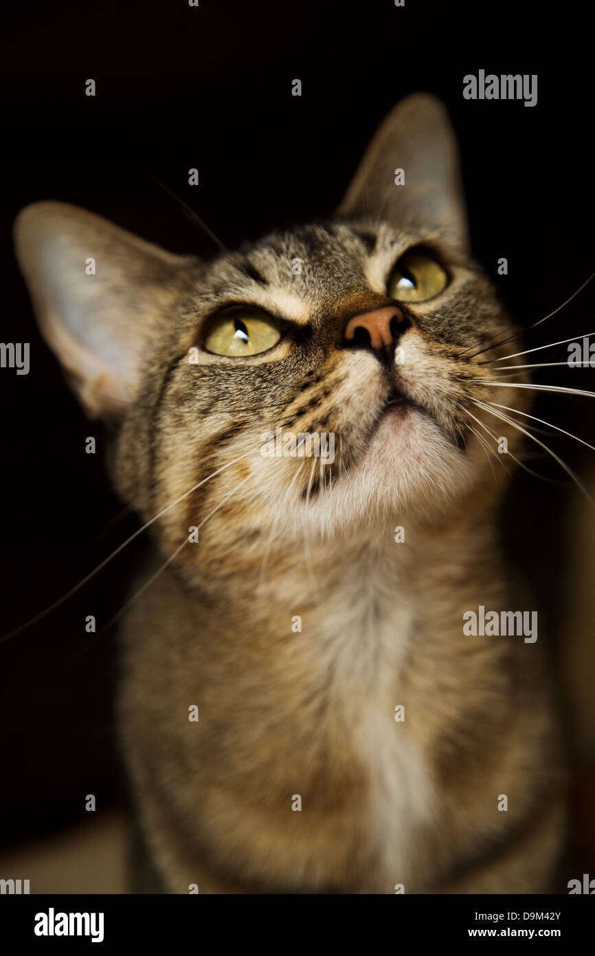 Portrait of a cat looking up Stock Photo - Alamy