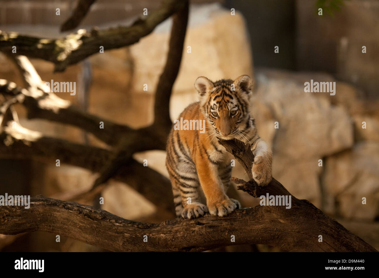 Tiger climbing hi-res stock photography and images - Alamy