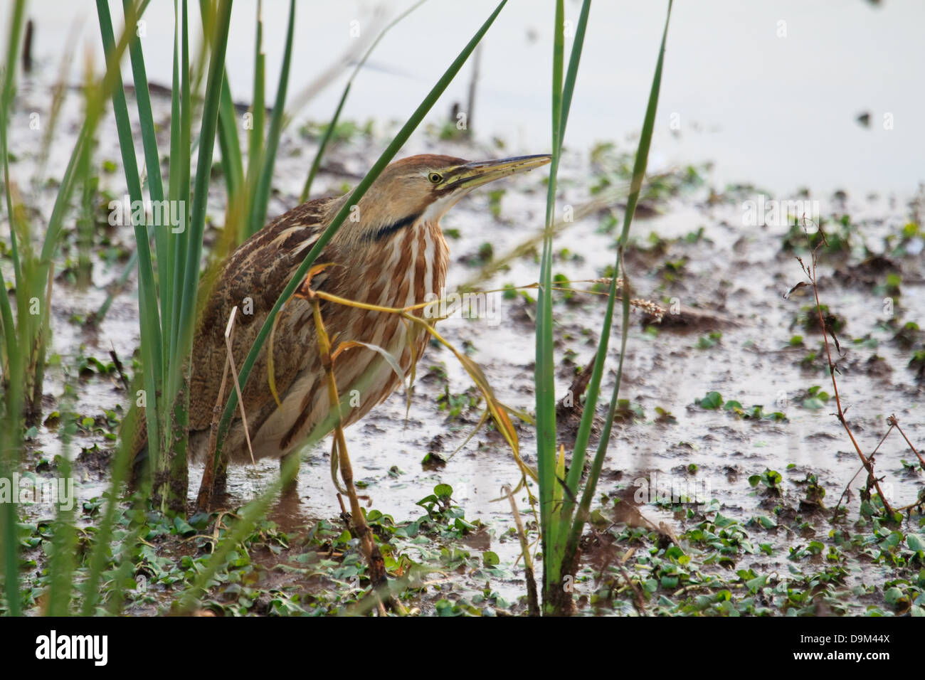 Bittern birds hi-res stock photography and images - Alamy