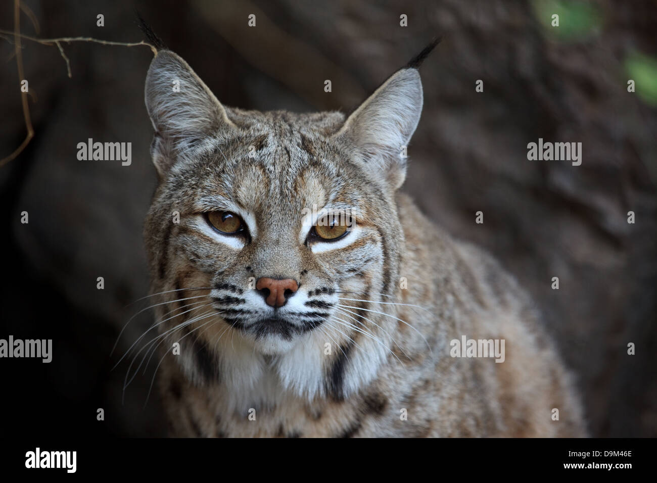 bobcat (Lynx rufus Stock Photo - Alamy