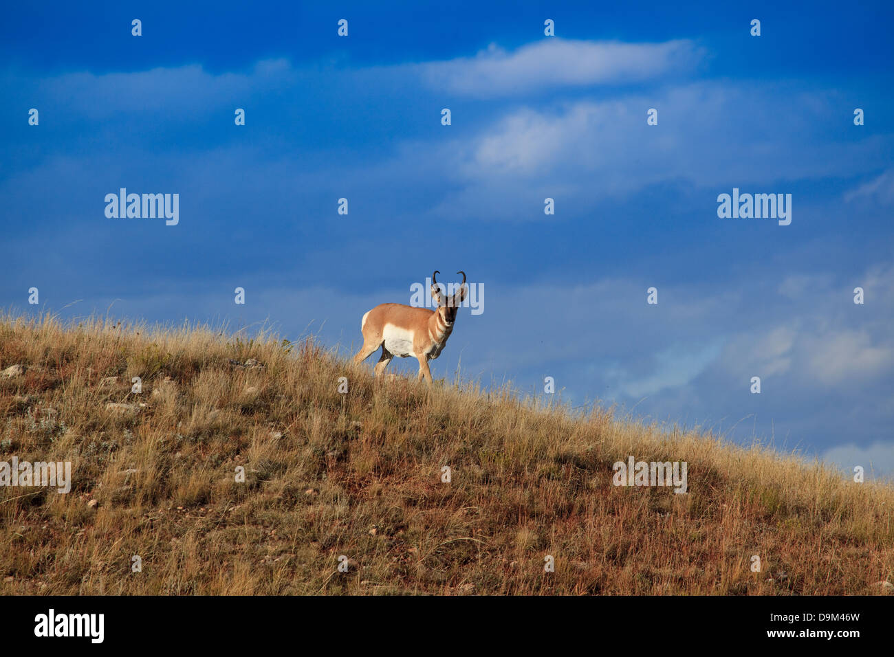 South dakota pronghorn hi-res stock photography and images - Alamy