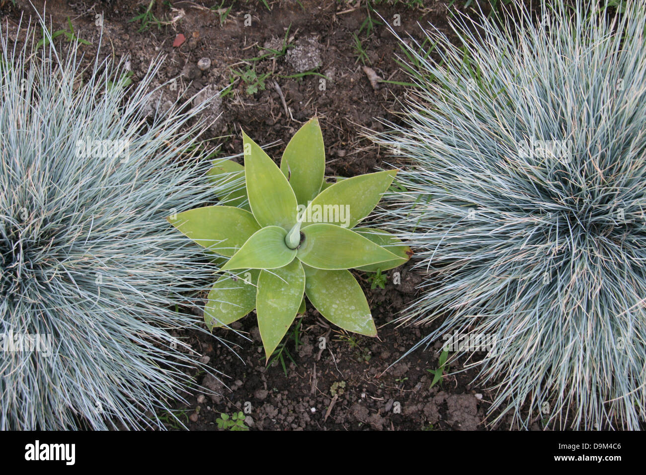 Succulent grass hi-res stock photography and images - Alamy