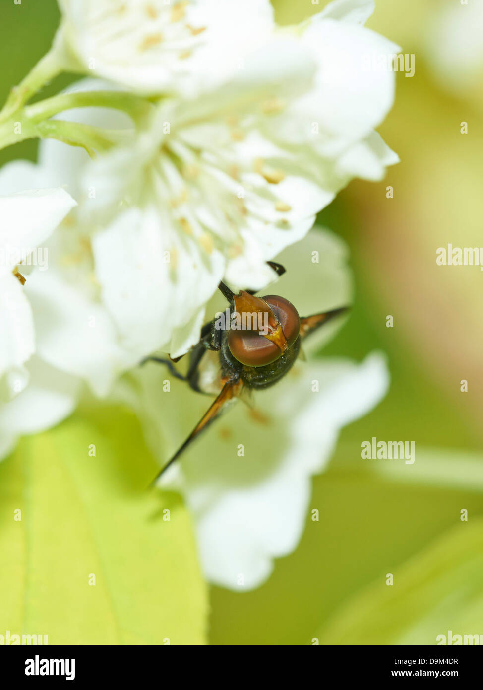 Bee Fly, hoverfly Stock Photo - Alamy
