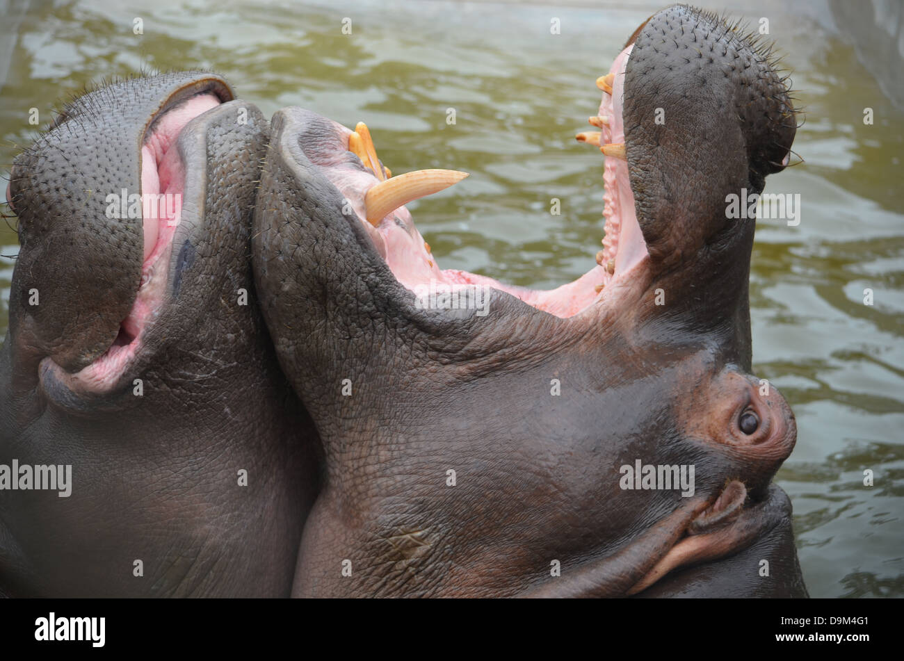 Hippos at the zoo hi-res stock photography and images - Alamy