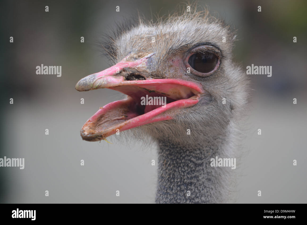Emu ostrich large bird hi-res stock photography and images - Alamy
