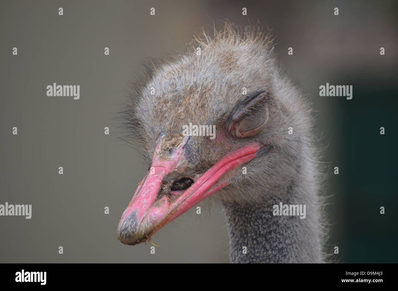 Emu ostrich large bird hi-res stock photography and images - Alamy