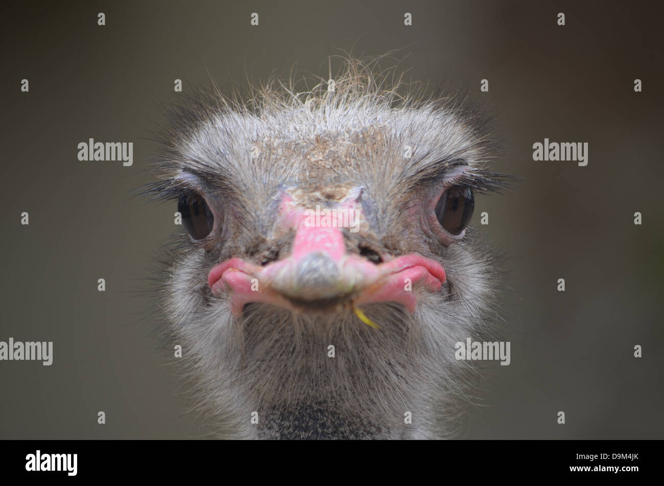 Ostrich head ground hi-res stock photography and images - Alamy