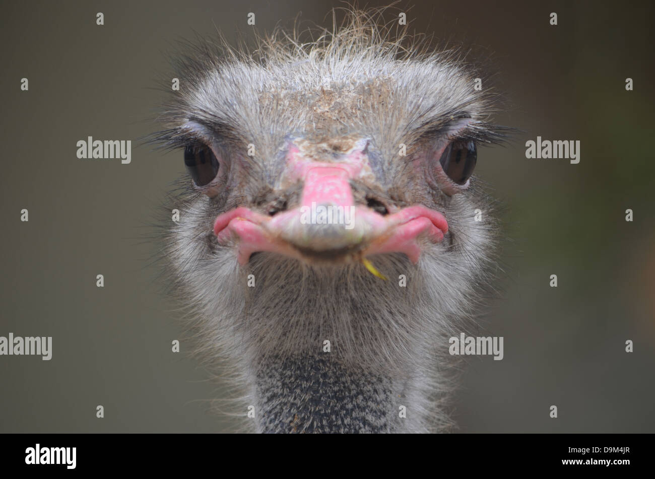 Sleeping lima hi-res stock photography and images - Alamy