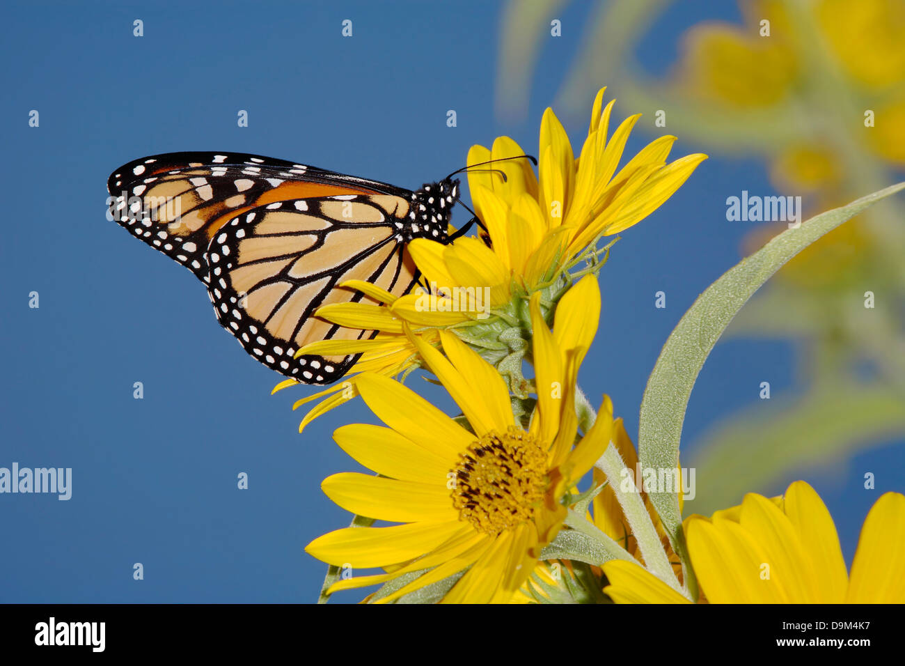 A Monarch Butterfly On A Yellow Compass Plant Flower With A Deep Blue ...