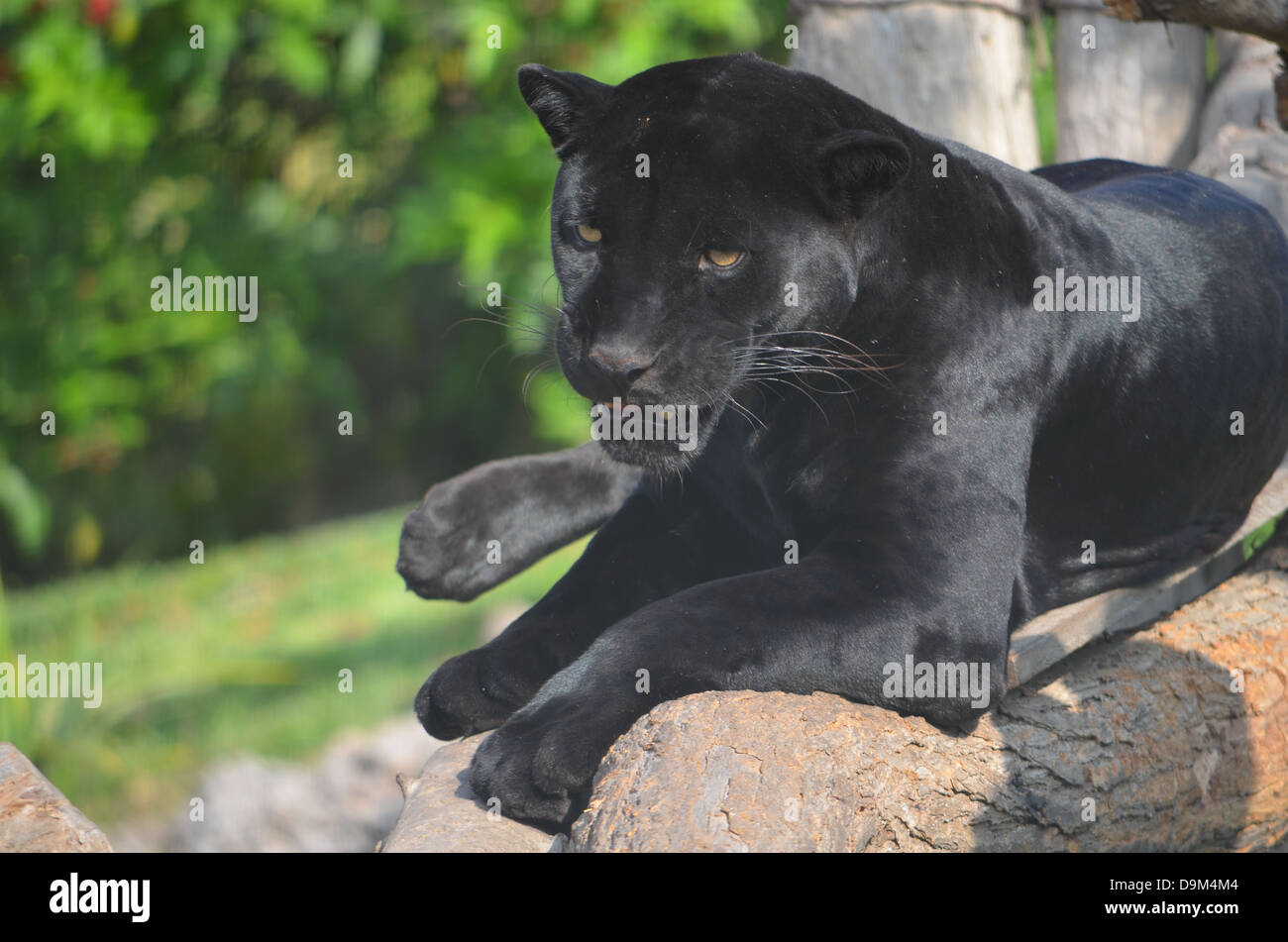 A Black Panther (Panthera Onca) in the Parque de Legendes in Lima, Peru ...